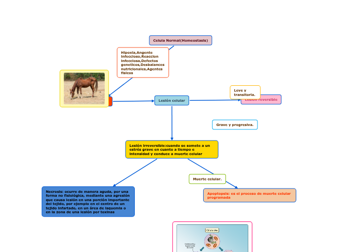 Celula Normal(Homeostasis) - Mind Map